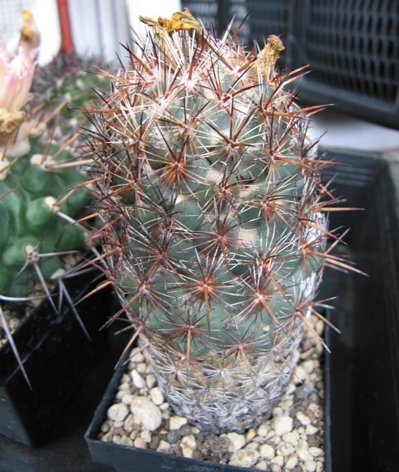 Cactus Seeds - Coryphantha - Wellgrow Horti Trading