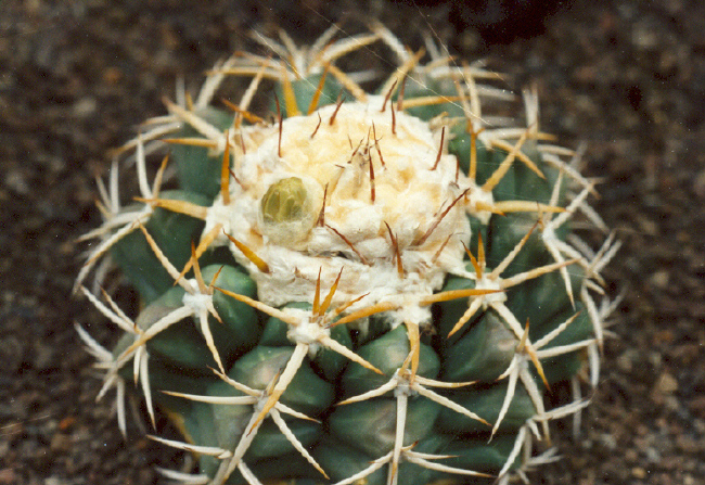 Cactus Seeds - Discocactus - Wellgrow Horti Trading