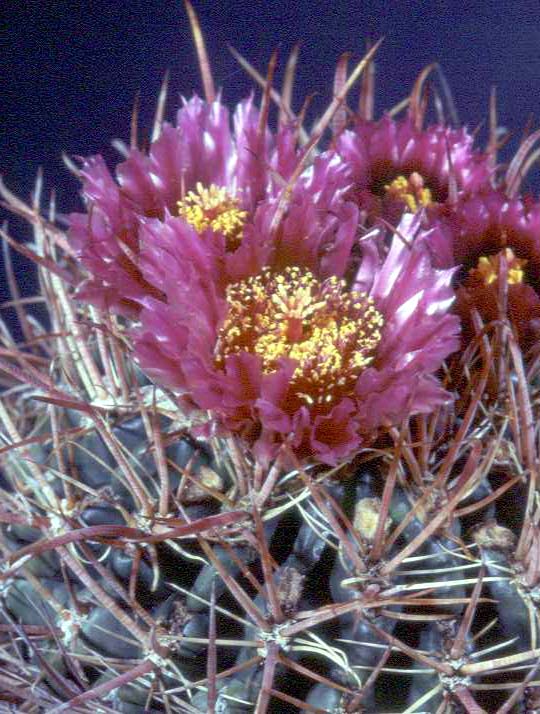 Cactus Seeds - Ferocactus - Wellgrow Horti Trading