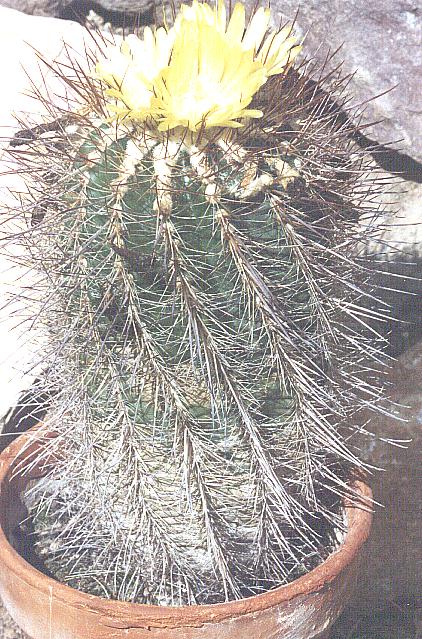 仙人掌属种子 - Wellgrow Horti Trading