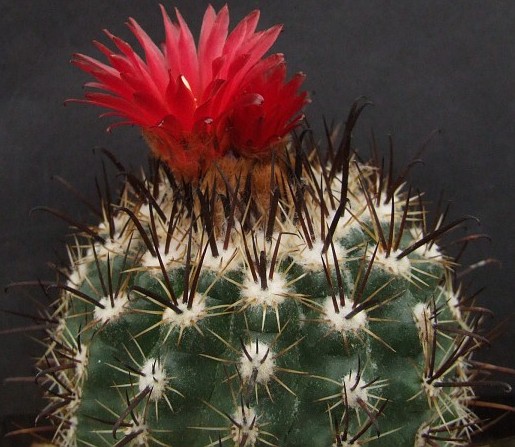 Cactus Seeds - Parodia - Wellgrow Horti Trading